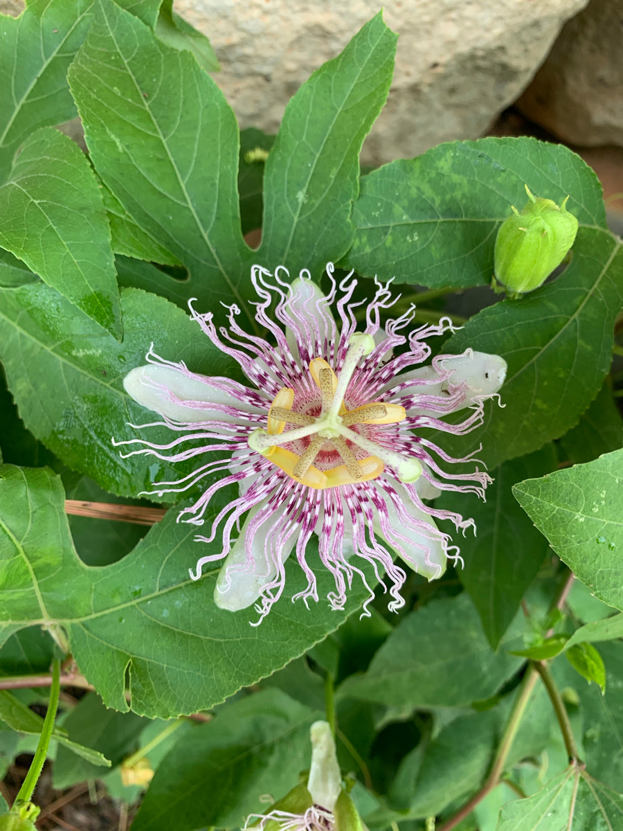 Smokable Herbs – Holistic Farmacy