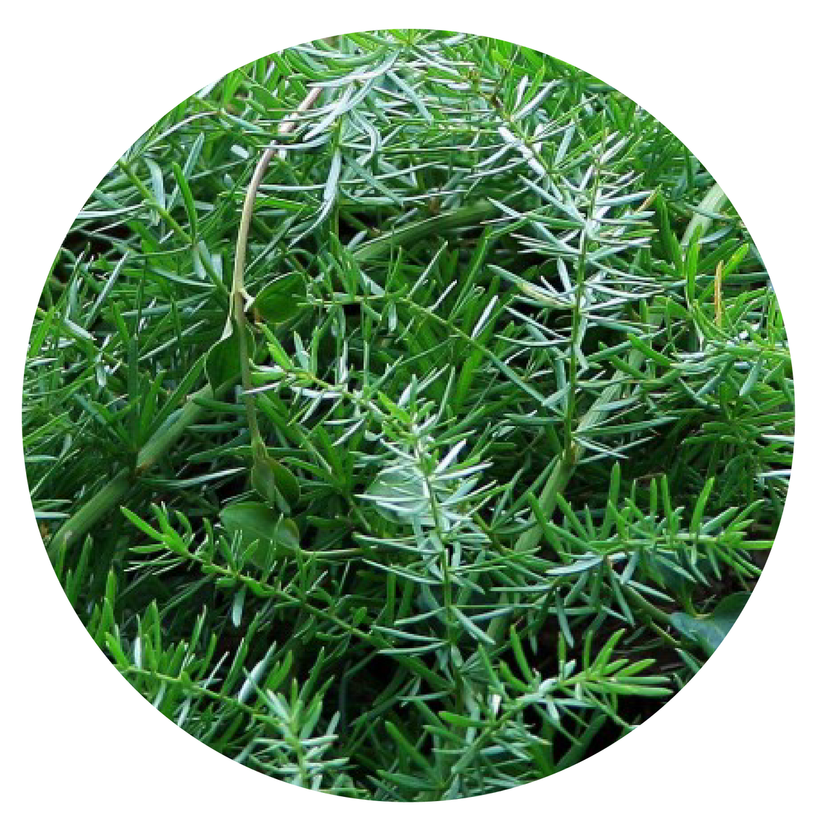 Asparagus Root | Herb Powder – Holistic Farmacy
