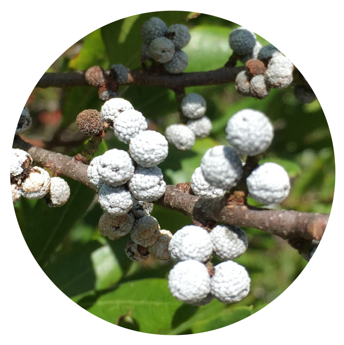 Bayberry Bark | Herb Powder – Holistic Farmacy