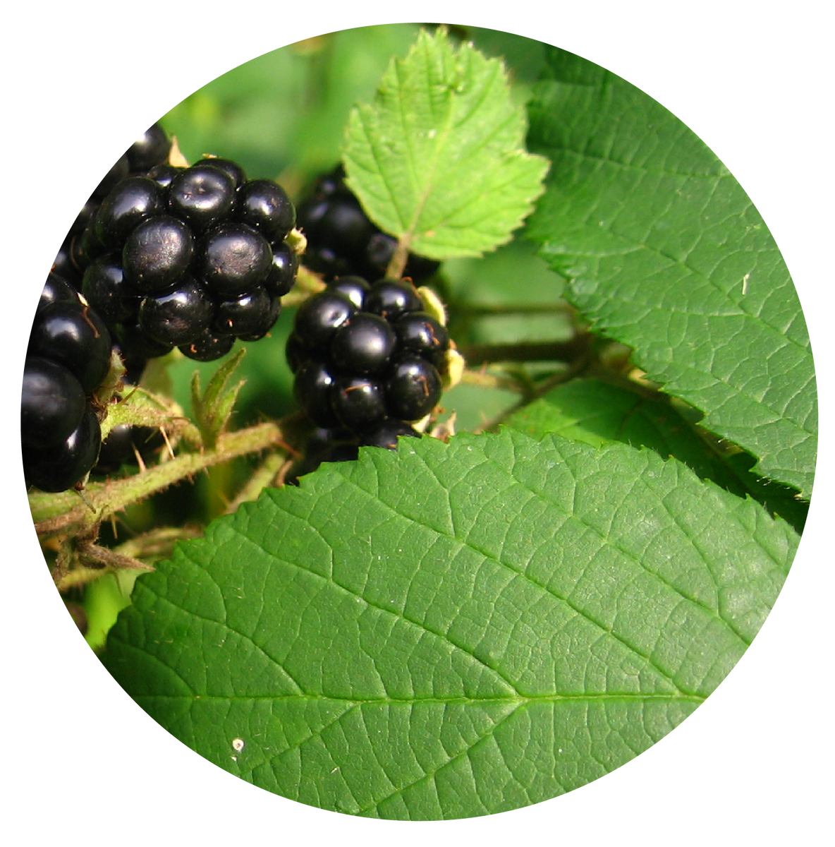 Blackberry Leaf | Herb Powder – Holistic Farmacy