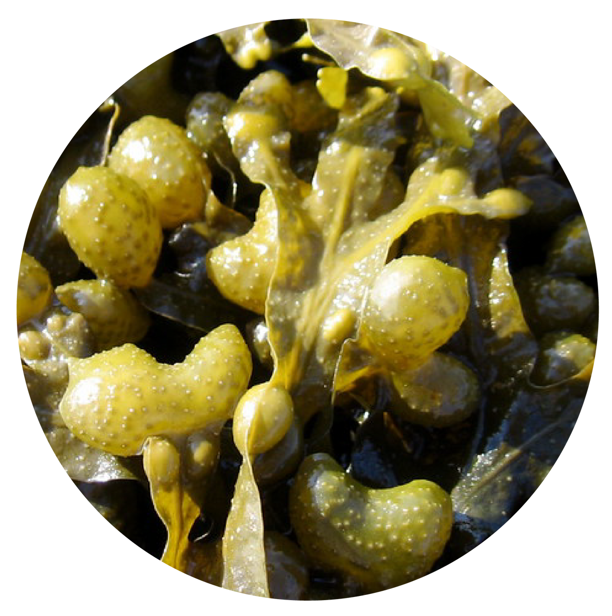 Bladderwrack | Herb Powder – Holistic Farmacy