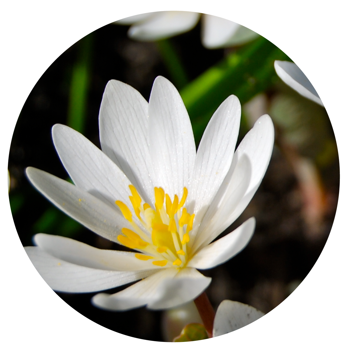 Bloodroot | Herb Powder – Holistic Farmacy