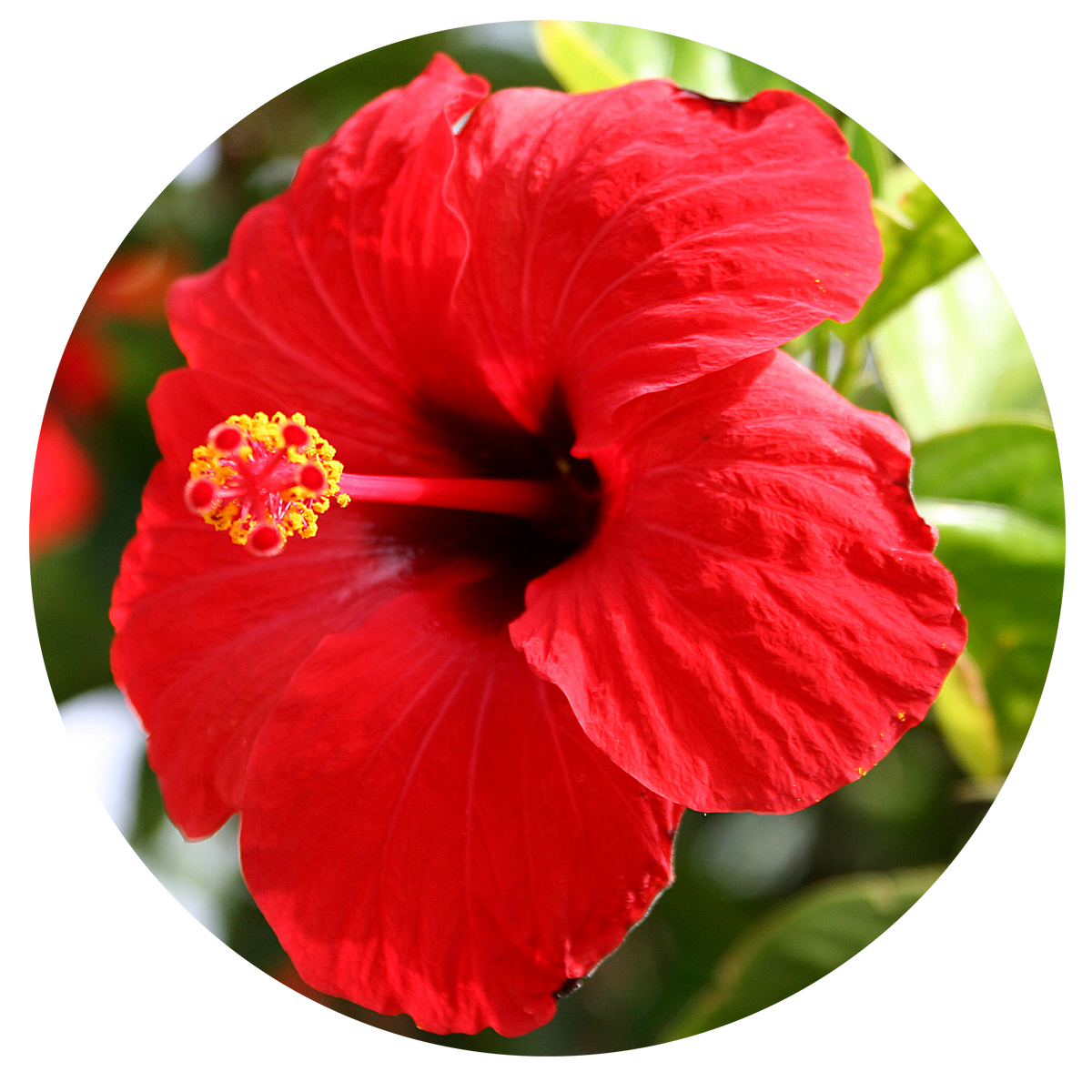 Hibiscus – Holistic Farmacy